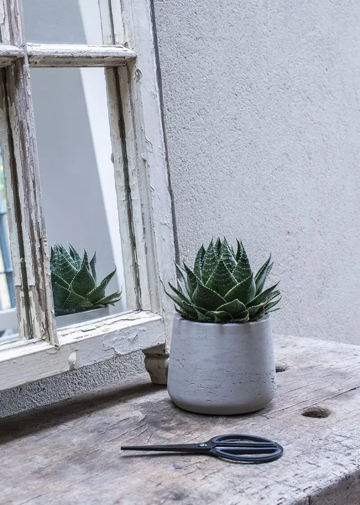 Aloe “Cosmo Green pearl” | Planteria Group