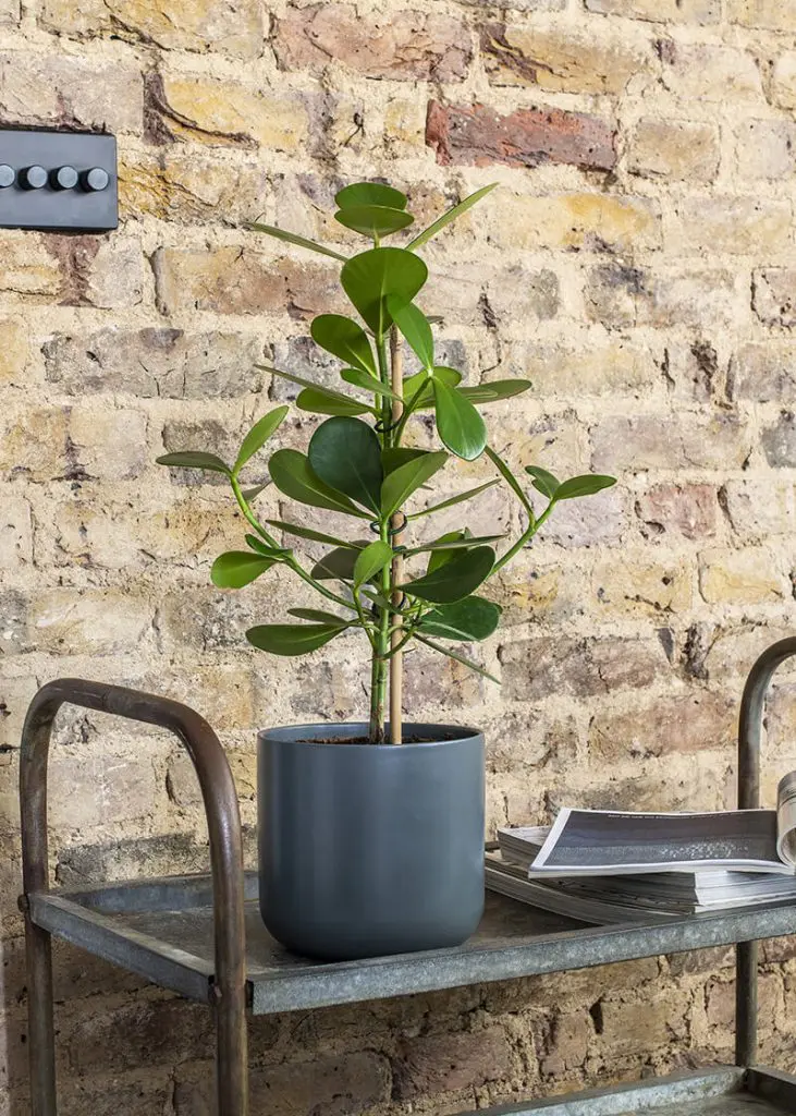 Clusia Rosea “Autograph Tree” | Planteria Group