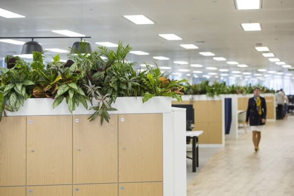 Benefits of Office Plants | Advantages of Plants in the Workspace