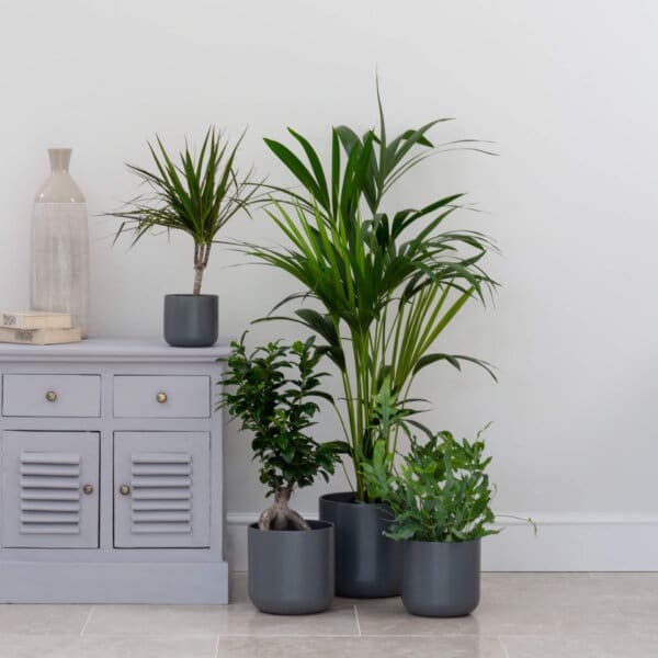 10 Reasons Plants Are Perfect Christmas Gifts For Work Colleagues Staff 10-reasons-plants-are-perfect-christmas-gifts-for-work-colleagues-staff