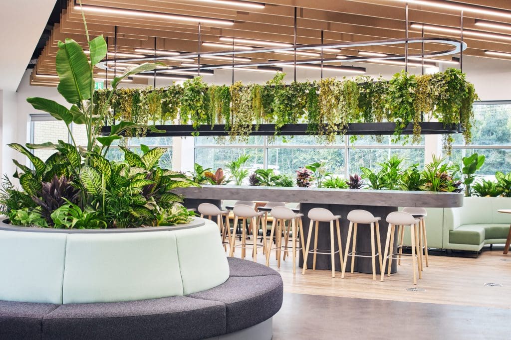 Office Plant Hire | Indoor Office Plant Rental & Maintenance Services