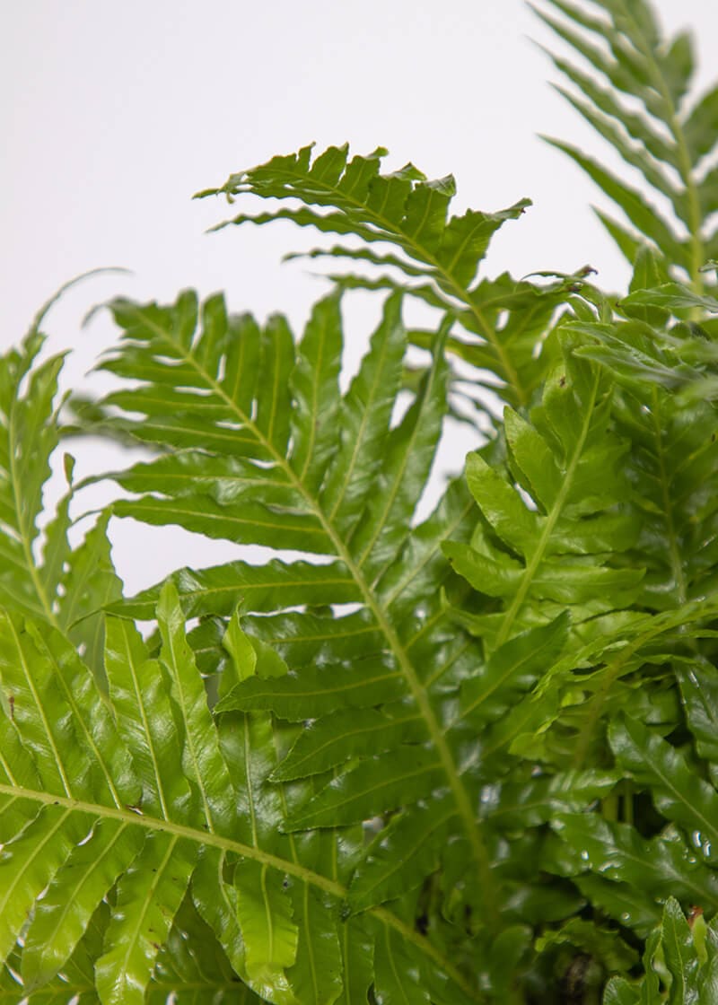 Blechnum Gibbum “Miniature Tree Fern” | Planteria Group
