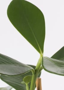 Clusia Rosea “Autograph Tree” | Planteria Group