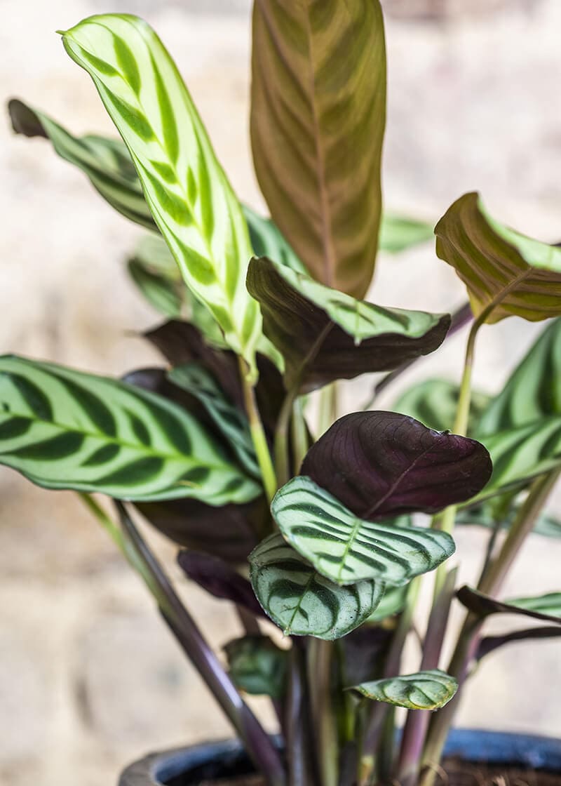Ctenanthe “Fishbone Plant” | Planteria Group