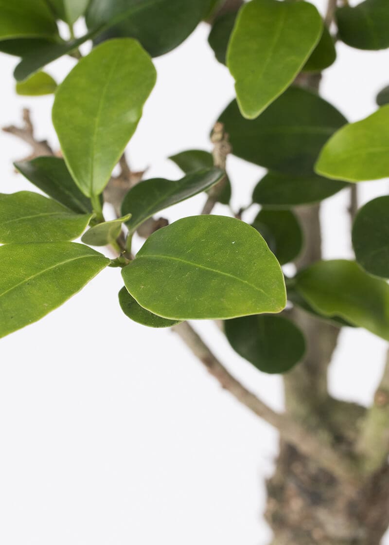 Ficus “Ginseng Bonsai” | Planteria Group